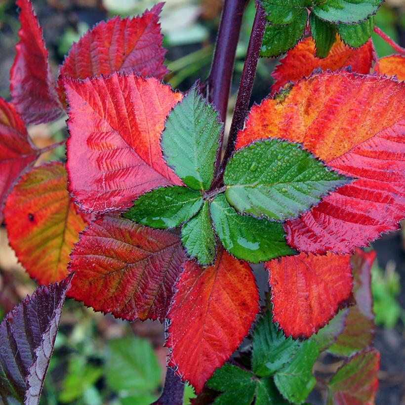 Ronce commune - Rubus fruticosus - Ronce des bois ou des haies ...