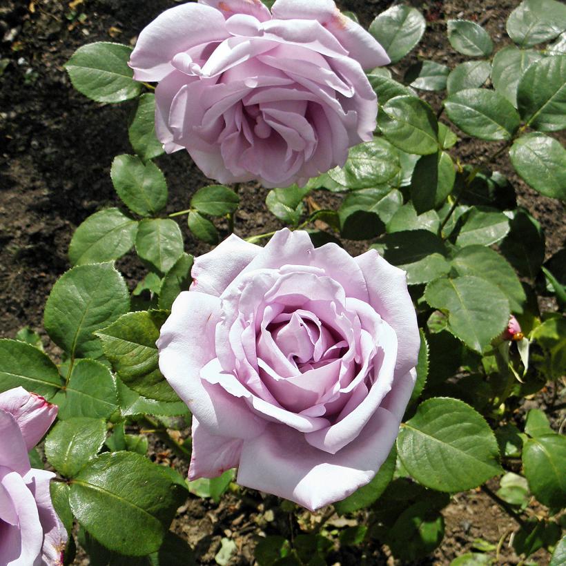 Rosa Blue Girl® (Sautari) - Rosier hybride de Thé