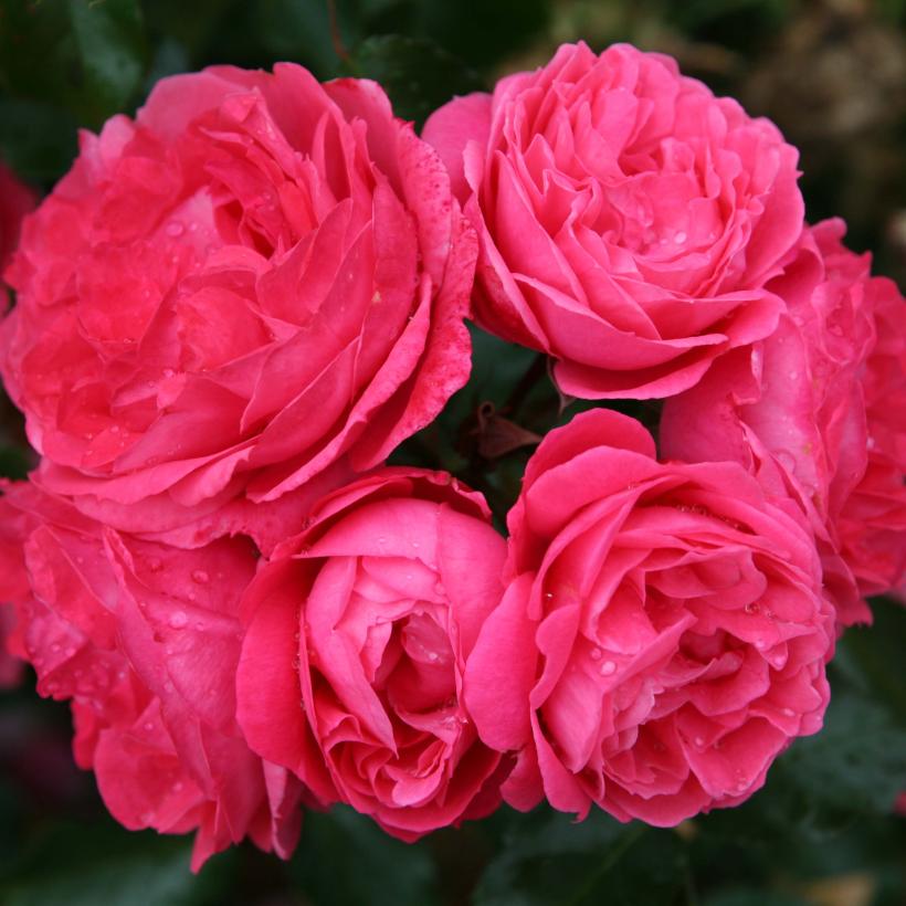 Rosa Patio Rose Moin Moin - A fleurs groupées doubles rose moyen ...