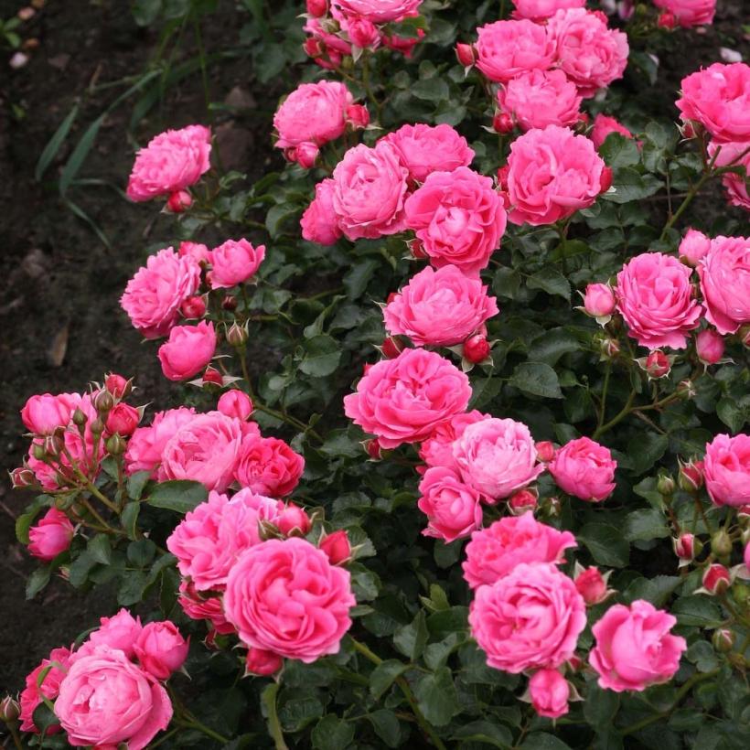 Rosa Patio Rose Moin Moin - A fleurs groupées doubles rose moyen ...