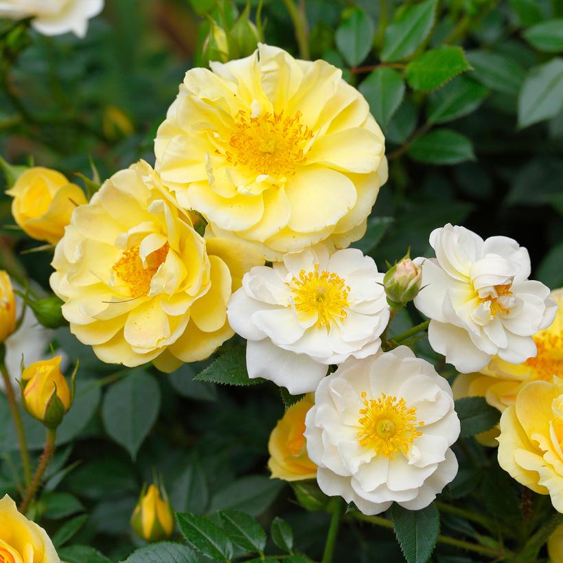 Rosa Bees Paradise Gelb - Rosier à petites fleurs semi-doubles jaunes