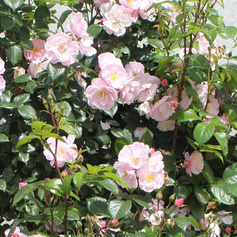 Rosier à fleurs groupées Utopia - Rosier polyantha buissonnant et ...