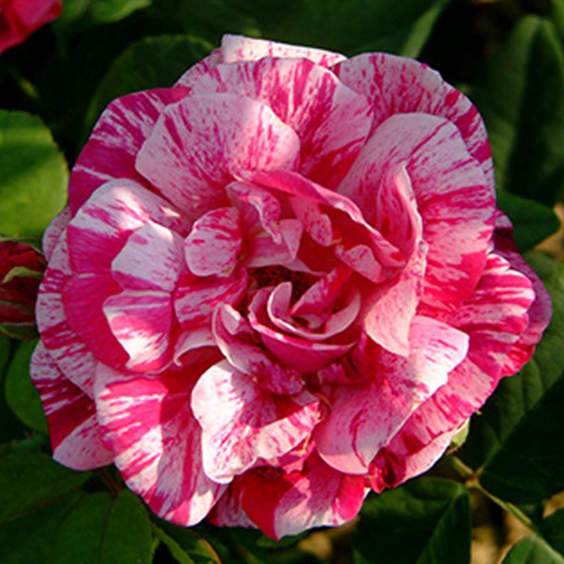 Rosa Ferdinand Pichard - Rosier ancien remontant - Varité arbustive ...