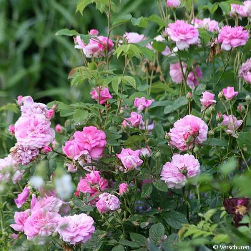 Rosa Ispahan Pompon des Princes - Rosier ancien de Damas au port ...