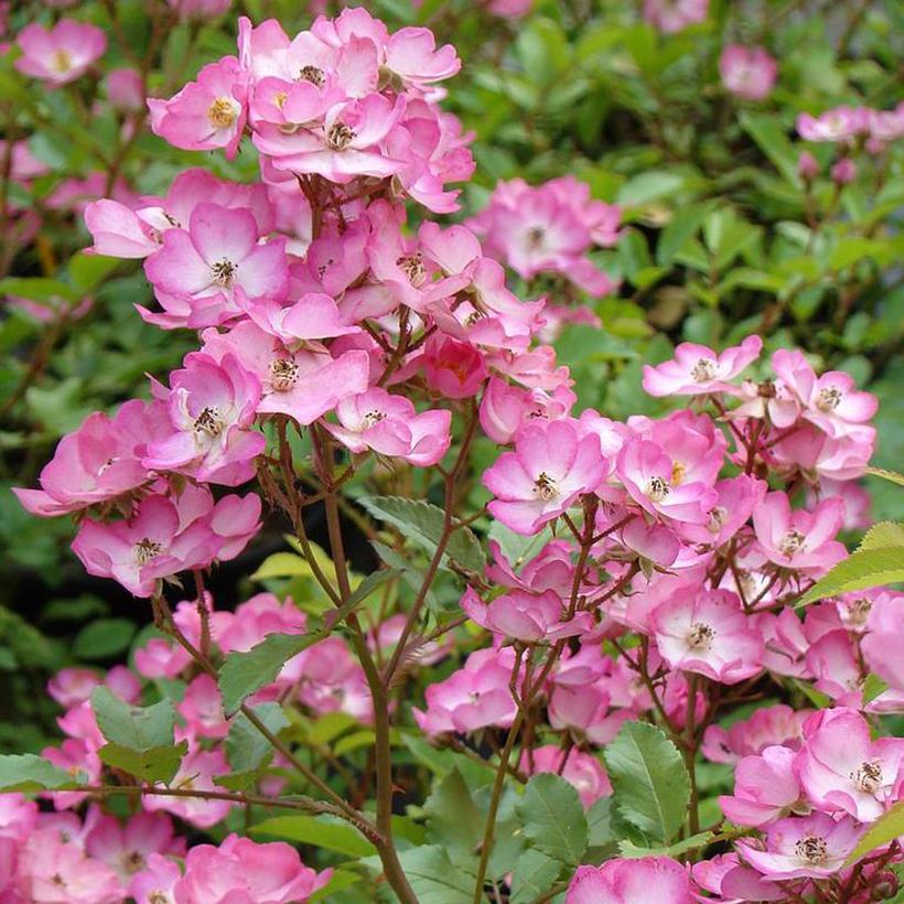 Rosa Puccini LENmos - Rosier arbustif à floraison continue - Petites ...