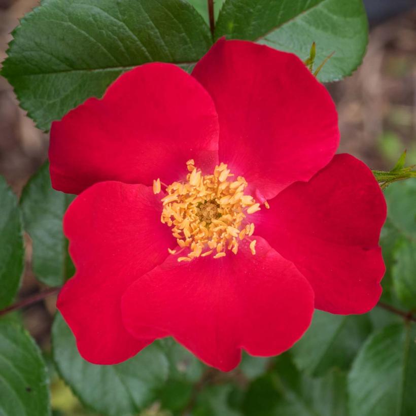 Rosa Robusta Korgosa - Rosier rugueux arbustif, résistant, à grandes ...