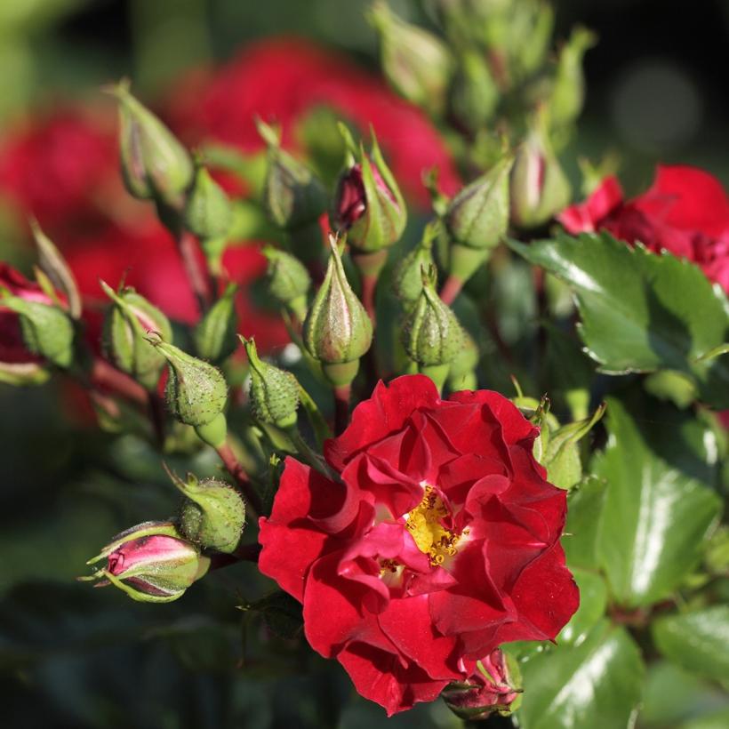 Rosa Rambling Rosie - Rosier grimpant à petites fleurs semi doubles ...