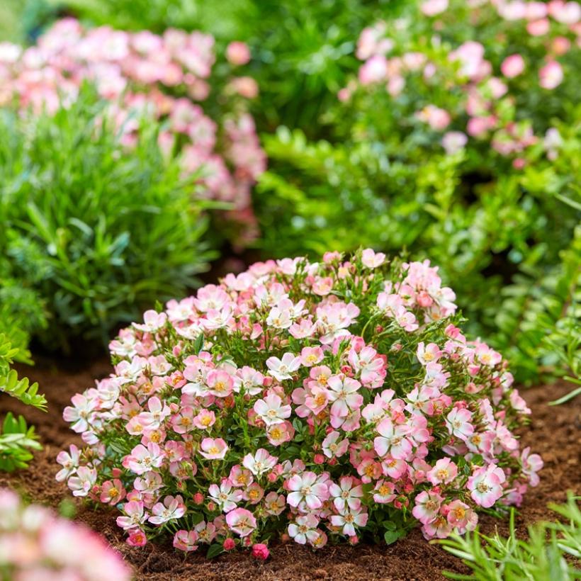 Rosier Cutie Pie - Rosier miniature aux fleurs simples roses à centre blanc