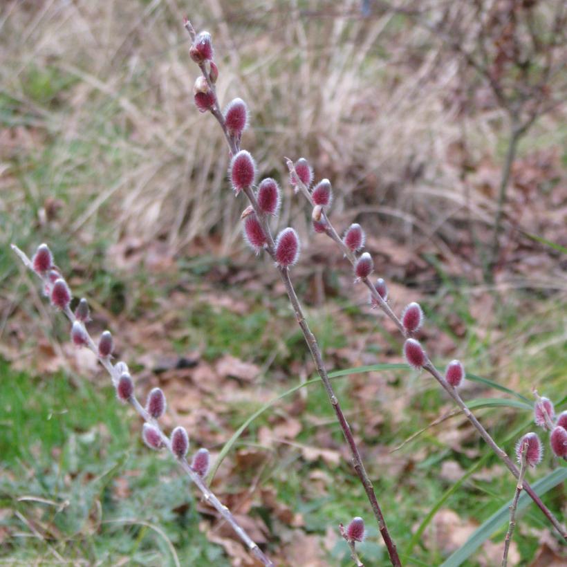 Salix chaenomeloides Mount Aso - Saule japonais à chatons rose rouge
