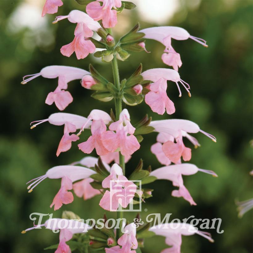 Salvia coccinea Summer Jewel Pink - Sauge du Texas rose pâle - Sauge ...