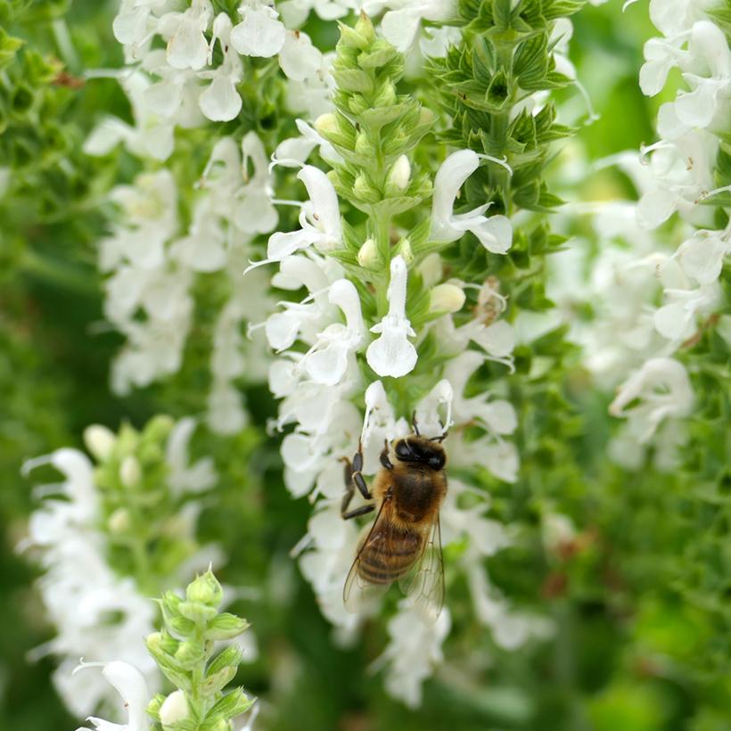 Salvia nemorosa Salute White - Sauge des bois compacte aux fleurs blanches