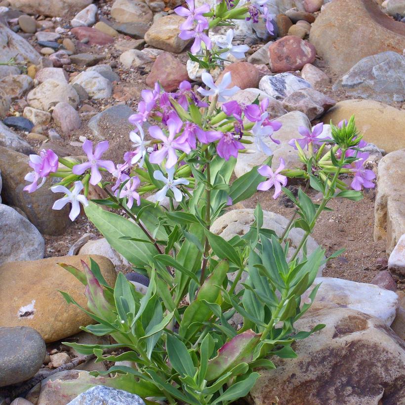 Saponaria officinalis - Saponaire officinale, rustique à fleurs blanc rosé