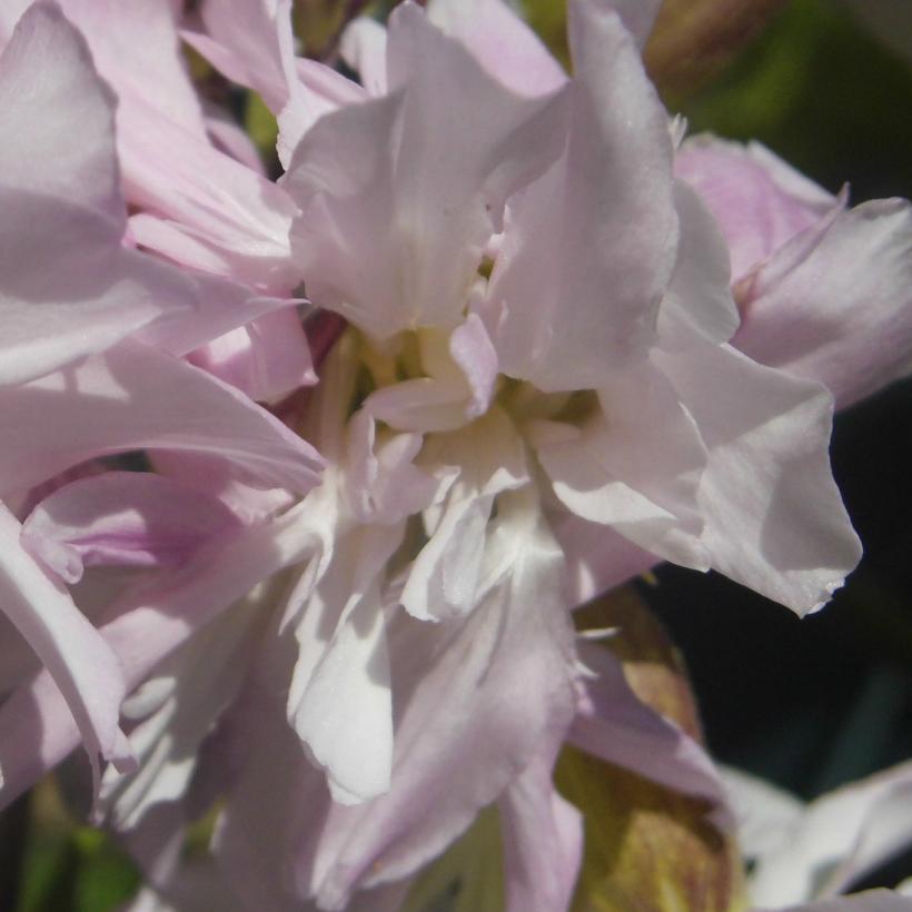 Saponaria Officinalis Rosea Plena Saponaire Une Vivace à Fleurs