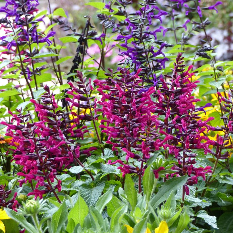 Salvia Rockin' Fuchsia - Sauge annuelle à fleurs rose fuchsia et ...