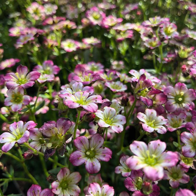 Saxifrage mousse Pixie - Un couvre sol vivace à délicates fleurs roses