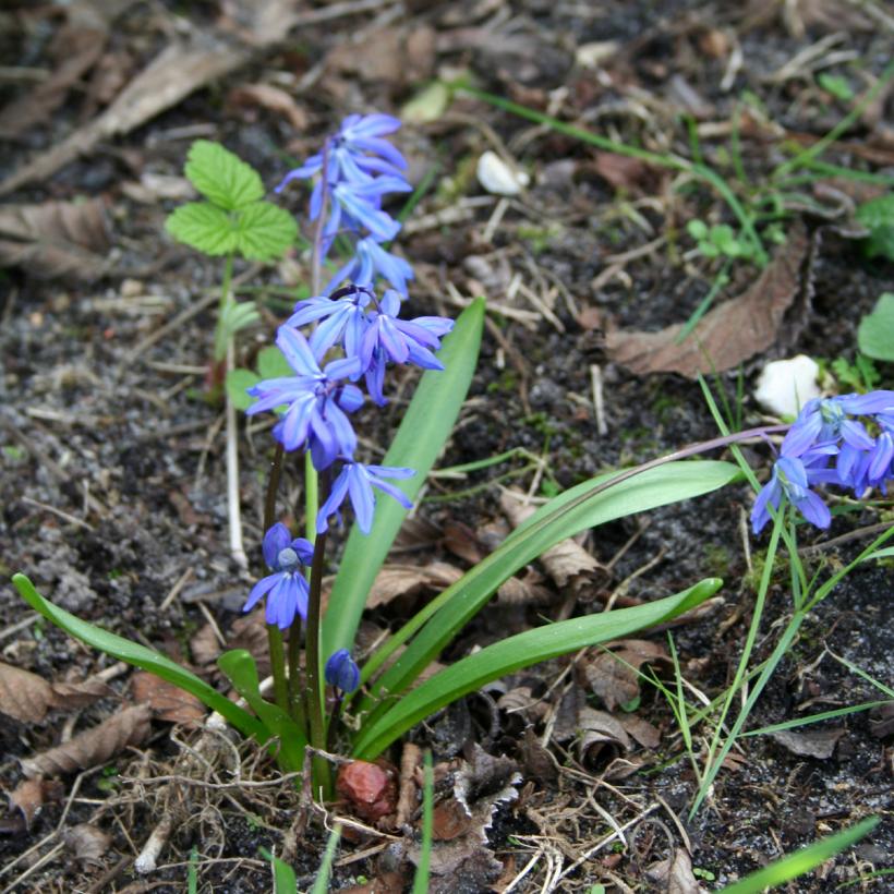 Scilla siberica - Scille de Sibérie - Bulbe à floraison bleue hâtive