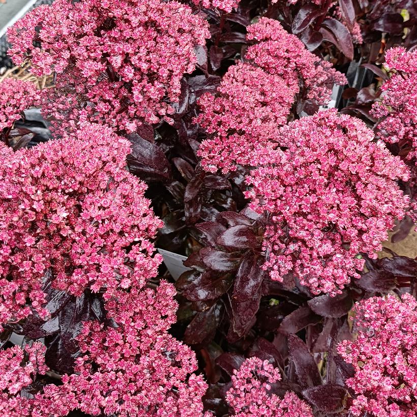 Sedum Dark Magic - Orpin - Vivace à grandes fleurs roses sur feuillage ...