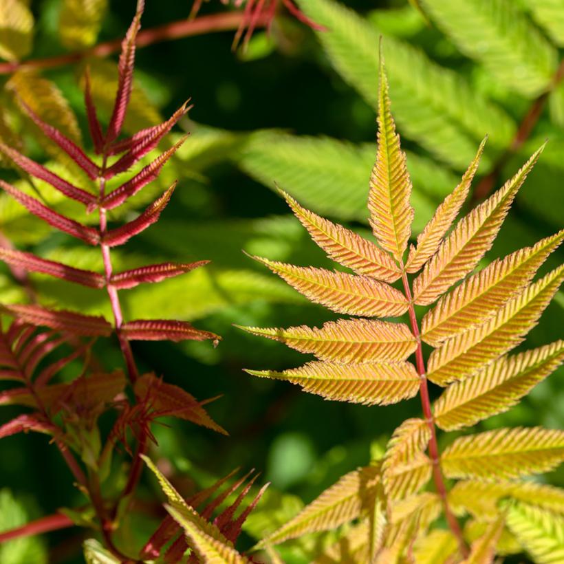 Sorbaria sorbifolia Matcha Ball - Fausse spirée à feuilles de sorbier ...