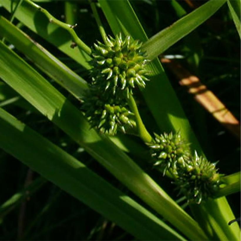 Sparganium erectum - Rubanier d'eau - Vivace aquatique dépolluante et ...
