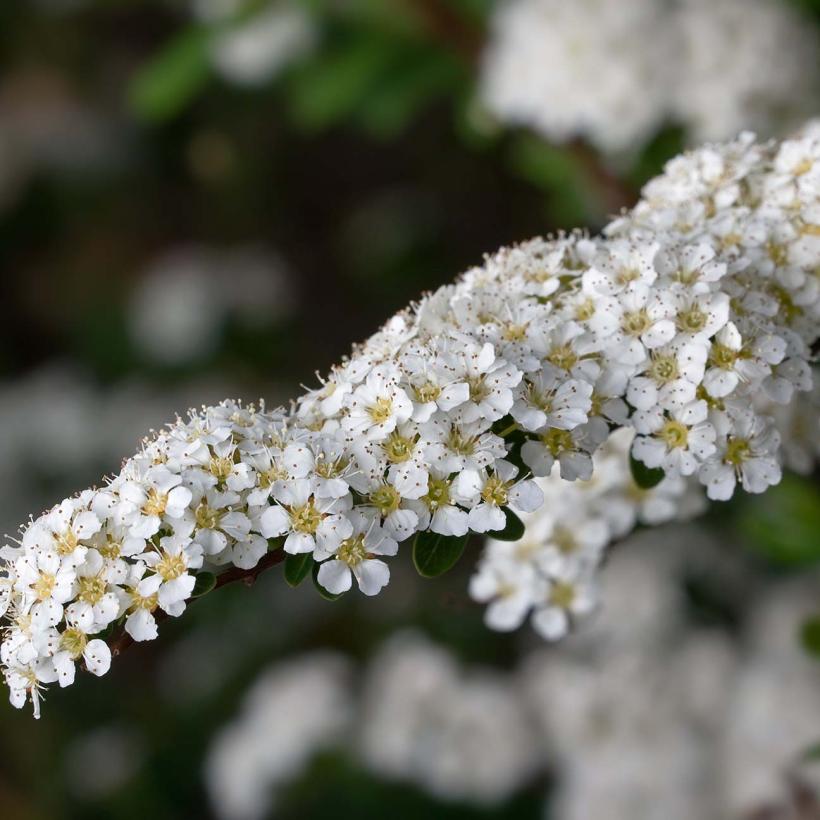 Spiraea arguta - Spirée blanche, arbuste gracieux à floraison blanche