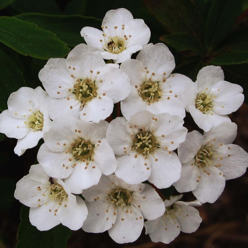 Spiraea arguta - Spirée blanche, arbuste gracieux à floraison blanche