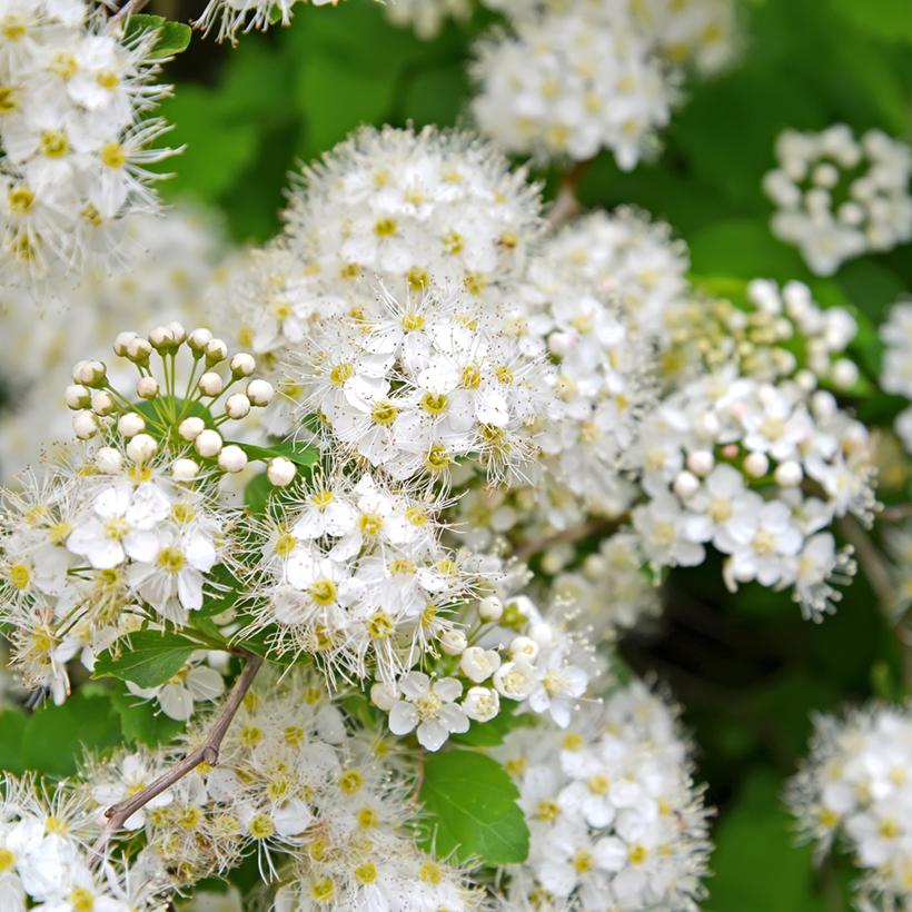 Spiraea chamaedryfolia - Spirée à feuilles de petit chêne - Arbuste ...