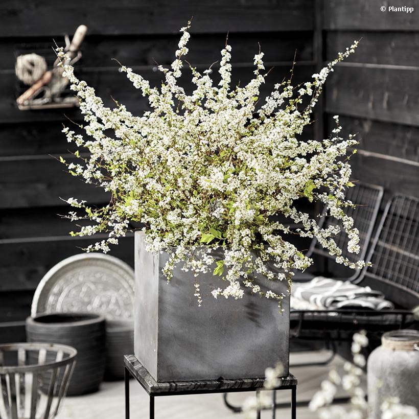 Spiraea prunifolia Goldfire (Golden Bar) - Spirée à feuillage doré ...