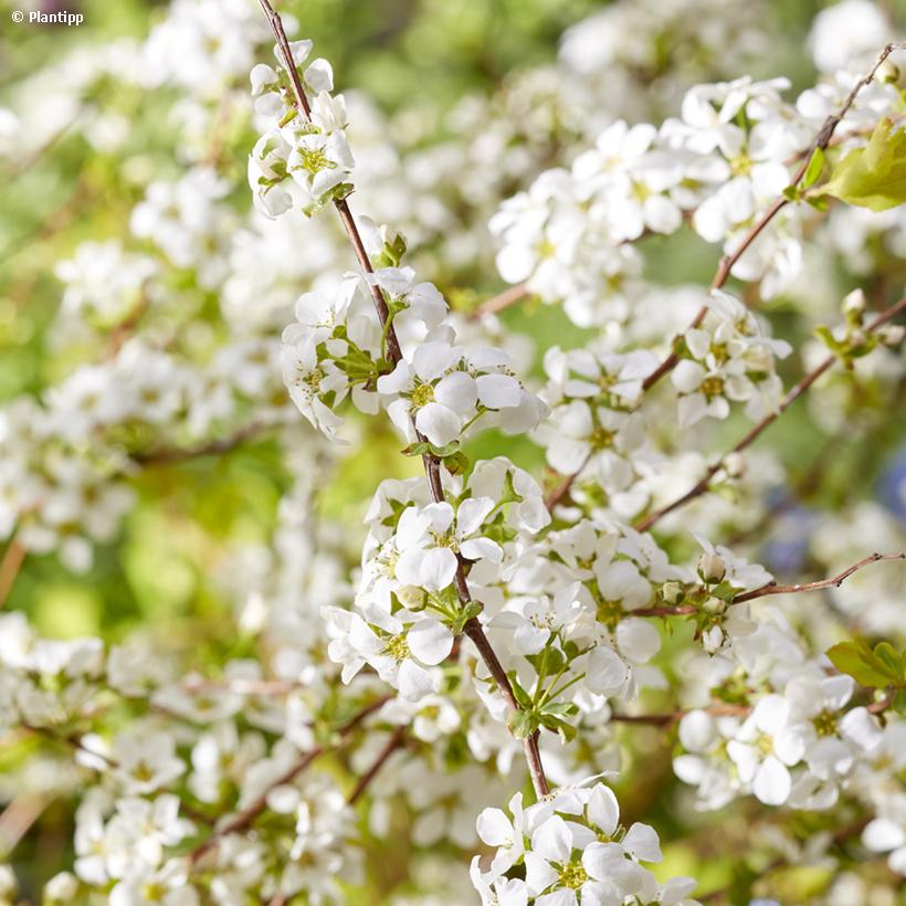 Spiraea prunifolia Goldfire (Golden Bar) - Spirée à feuillage doré ...