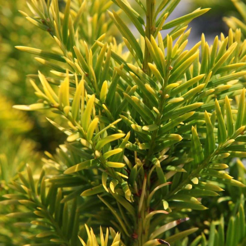 Taxus baccata Semperaurea - If commun doré compact de taille moyenne