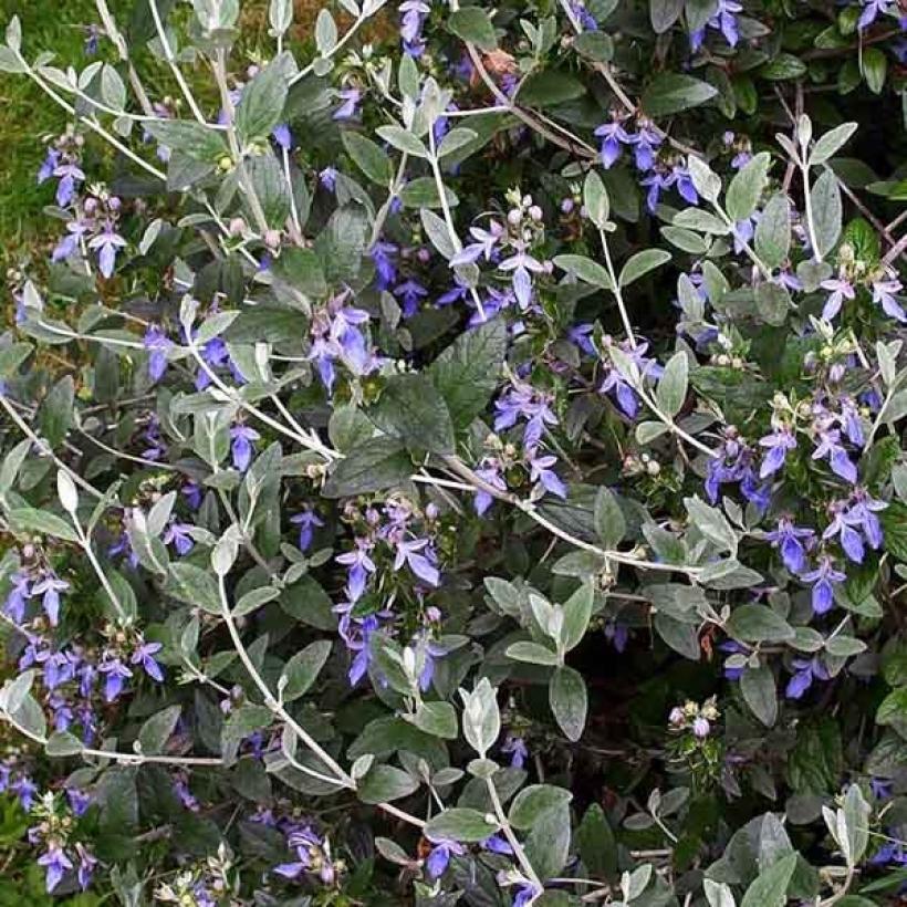 Germandrée arbustive Azureum - Teucrium fruticans à fleurs bleu soutenu
