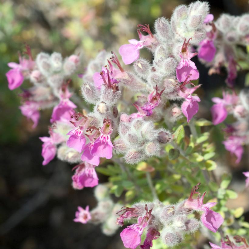 Teucrium marum - Germandrée maritime ou des chats - Sous arbrisseau ...