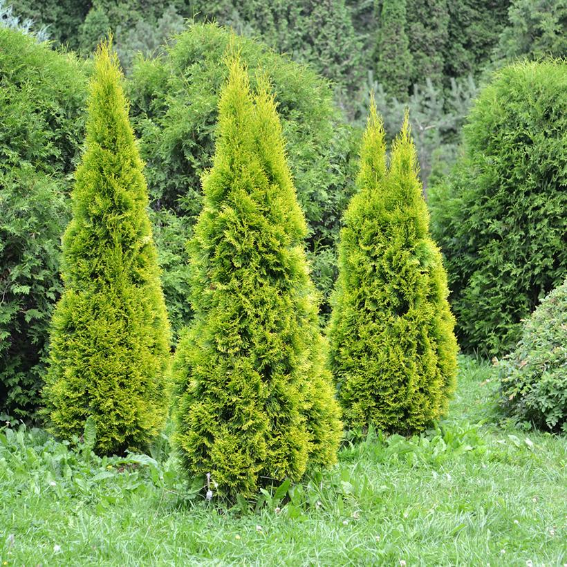 Thuja occidentalis Golden Smaragd - Thuya doré nain pyramidal au ...