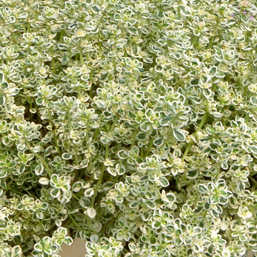 Thymus Sparkling Bright - Thym à feuillage panaché de blanc-crème ...