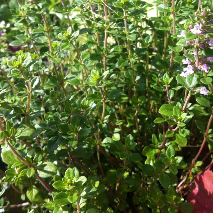 Thym citron, BIO Thymus citriodorus - Aromatique en plant