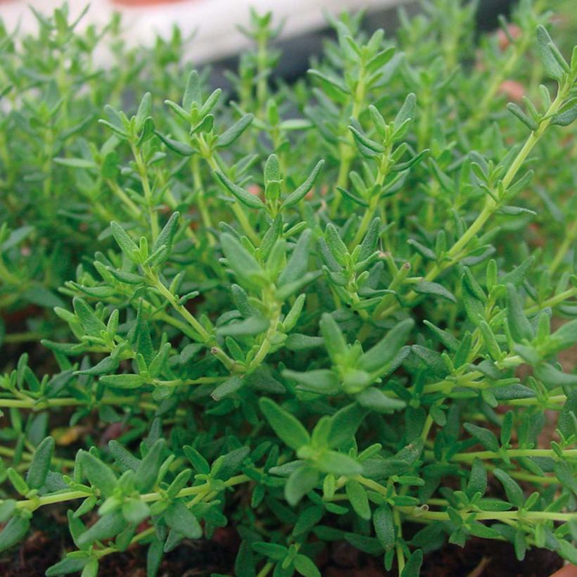Thym faustinoi ou Faustini - Thymus vulgaris en plant