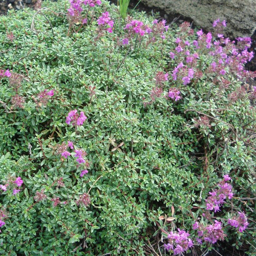 Thym - Thymus praecox ou serphyllum Purple Beauty - couvre sol à fleurs ...