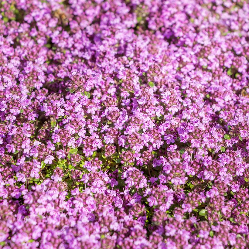 Thymus praecox Red Carpet - Variété de Thym précoce à floraison rouge rosé
