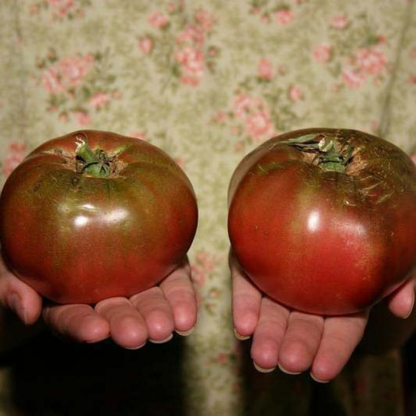 Tomate Cherokee Purple - Plants - Une ancienne exceptionnelle