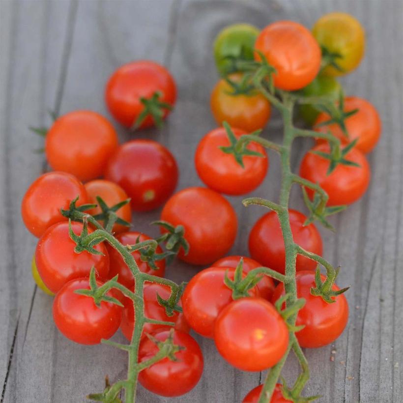 Tomate Groseille Rouge (Petit Moineau) - Graines Bio - Ferme de Sainte ...