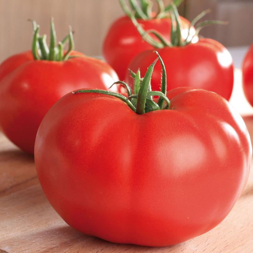 Tomate Supersteak F1 - Graines - Variété hybride à fruits énormes