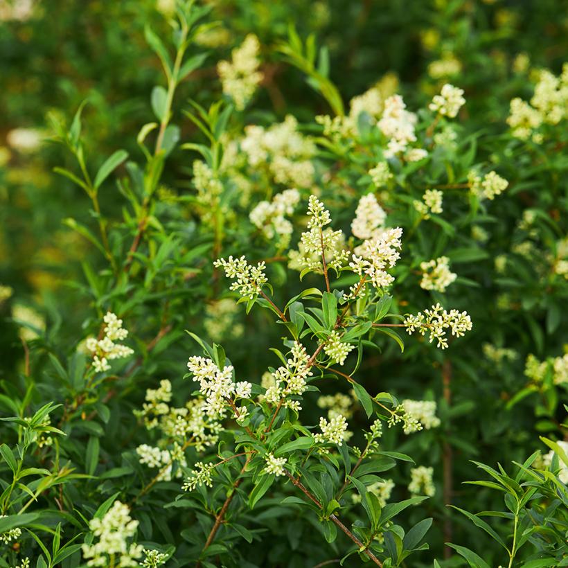 Ligustrum vulgare - Troène commun ou d'Europe - Arbuste de haie