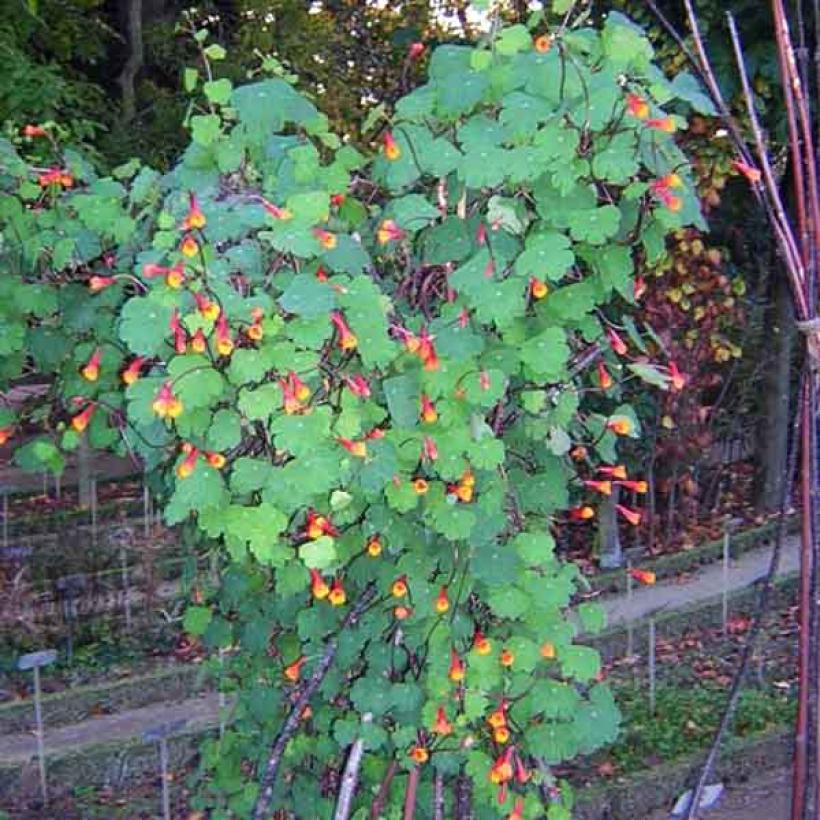 Capucine tubéreuse - Tropaeolum tuberosum, vivace et grimpante
