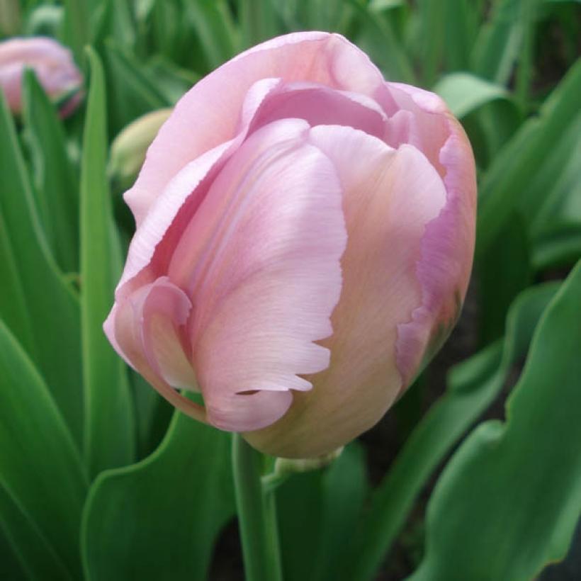Tulipe Triomphe Alibi - Bulbe - D'adorables fleurs roses