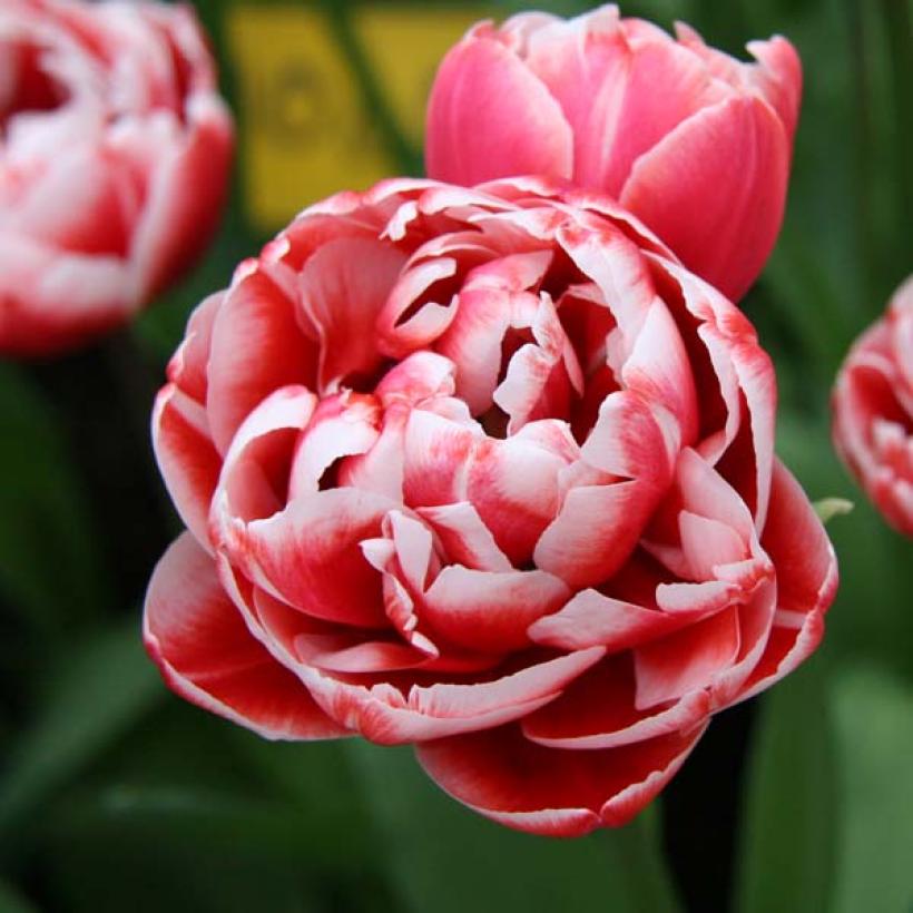 Tulipe double Drum Line - Bulbe - de superbes fleurs rouge veiné de blanc