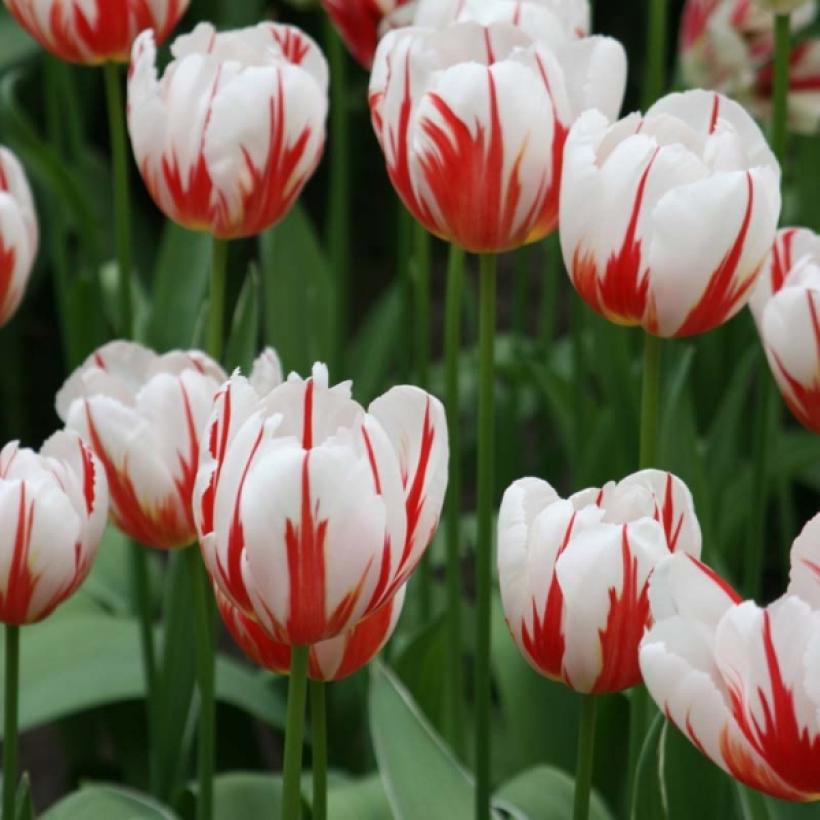 Tulipe Triomphe Happy Generation - Bulbe - Des fleurs blanches et rouge ...