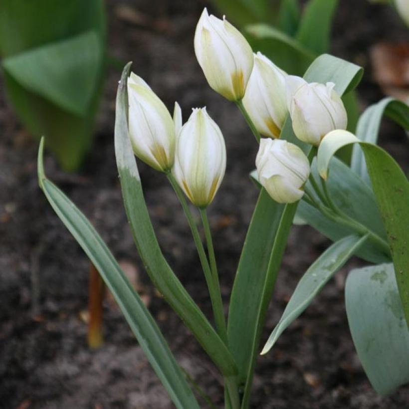Tulipe botanique Polychroma - Bulbe - Variété à fleurs blanches et ...