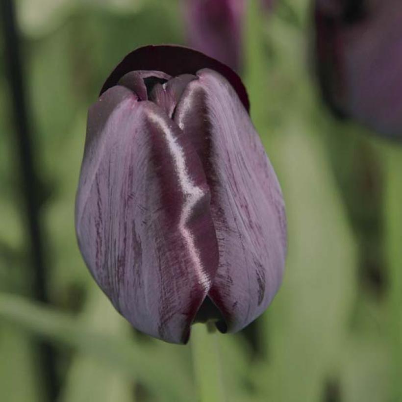Tulipe simple tardive Reine de la Nuit (Queen of Night) - Bulbe - Des ...