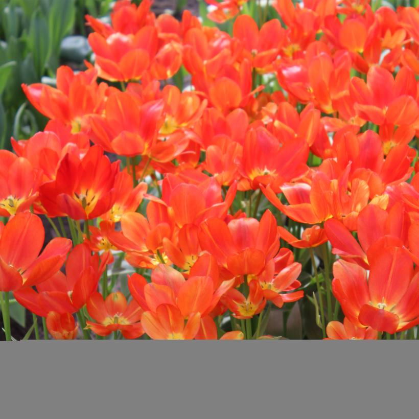 Tulipe pluriflore Orange bouquet - Bulbe - Plusieurs fleurs orange à ...