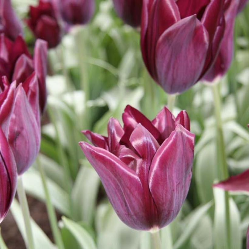 Tulipe Triomphe Havran - Bulbe - Tulipe noire violacé