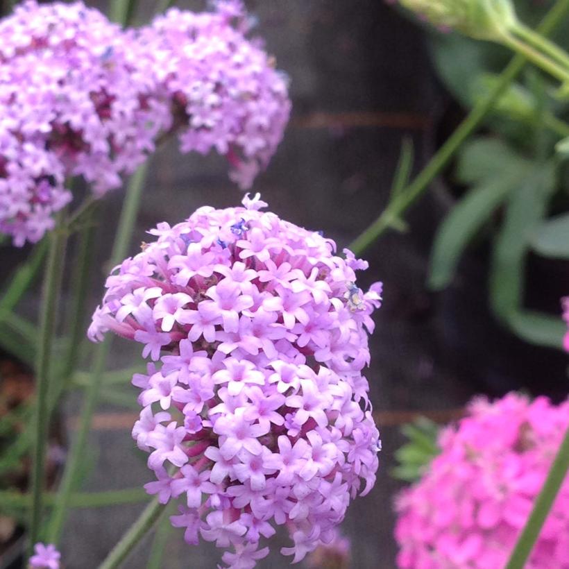 Verbena bonariensis Cloud - Verveine de Buenos Aires - Variété vivace ...